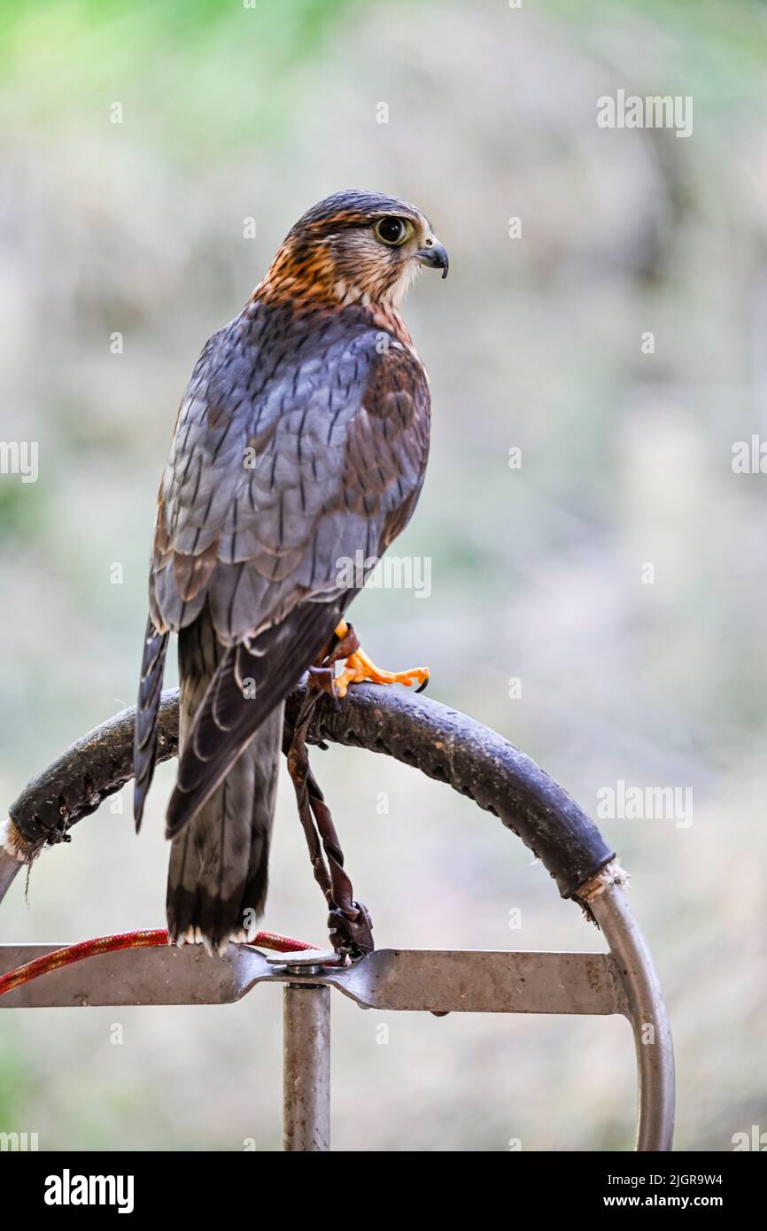 Falco columbarius or merlin is a species of falconiform bird in the ...