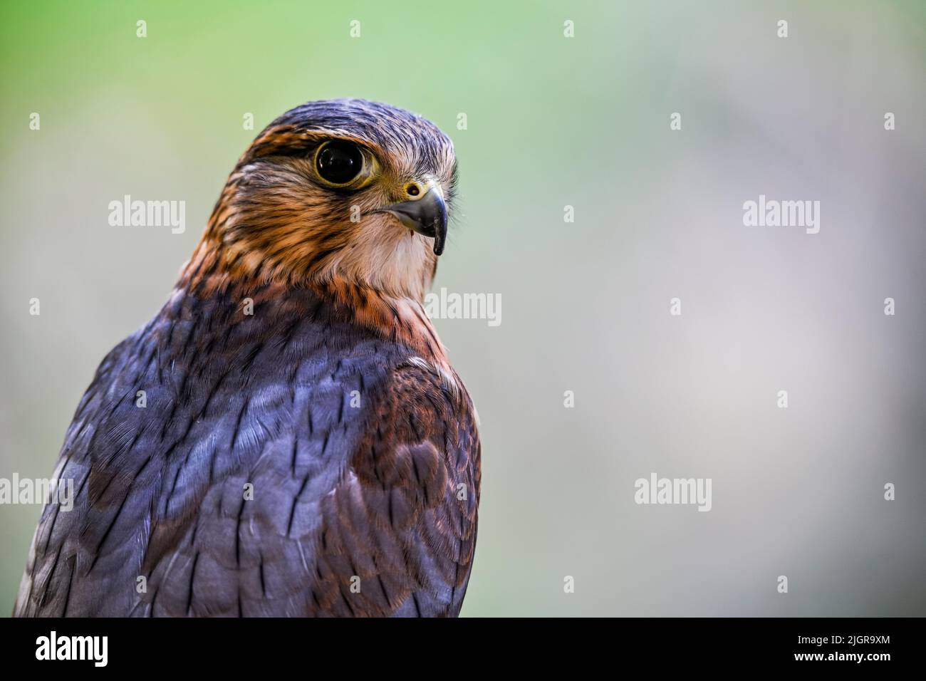 Falco columbarius or merlin is a species of falconiform bird in the ...