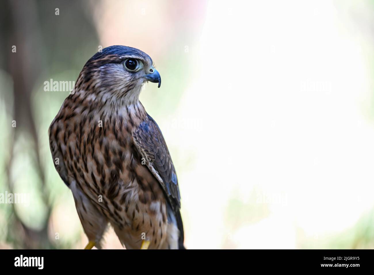Falconiform bird hi-res stock photography and images - Alamy