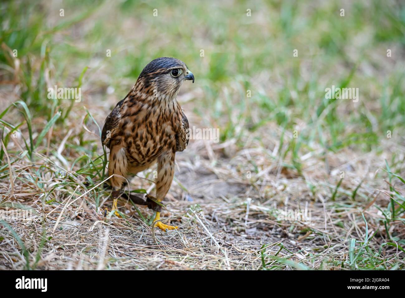 Falco columbarius or merlin is a species of falconiform bird in the ...