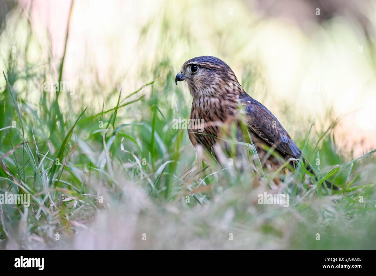 Falco columbarius or merlin is a species of falconiform bird in the ...