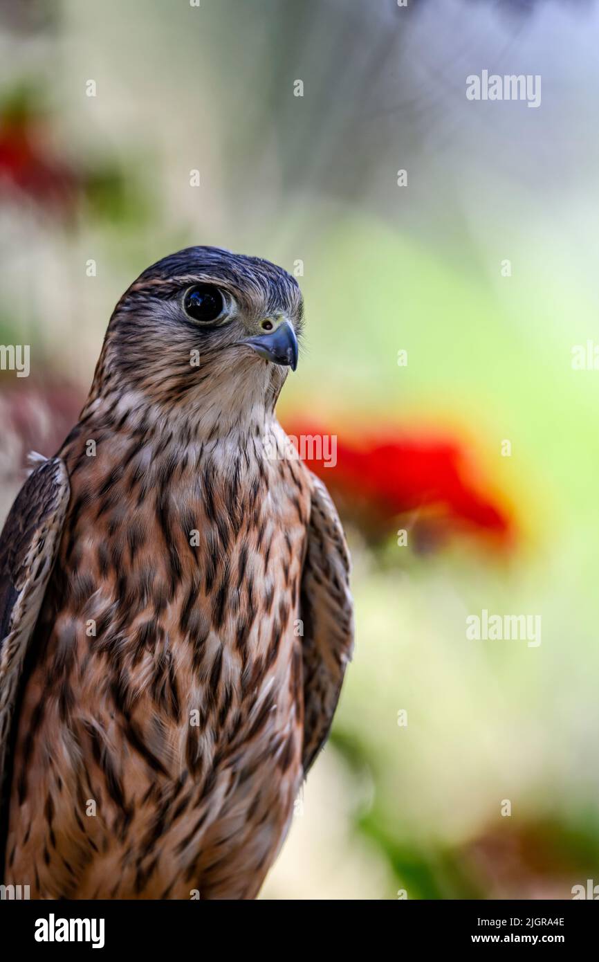 Falco columbarius or merlin is a species of falconiform bird in the ...