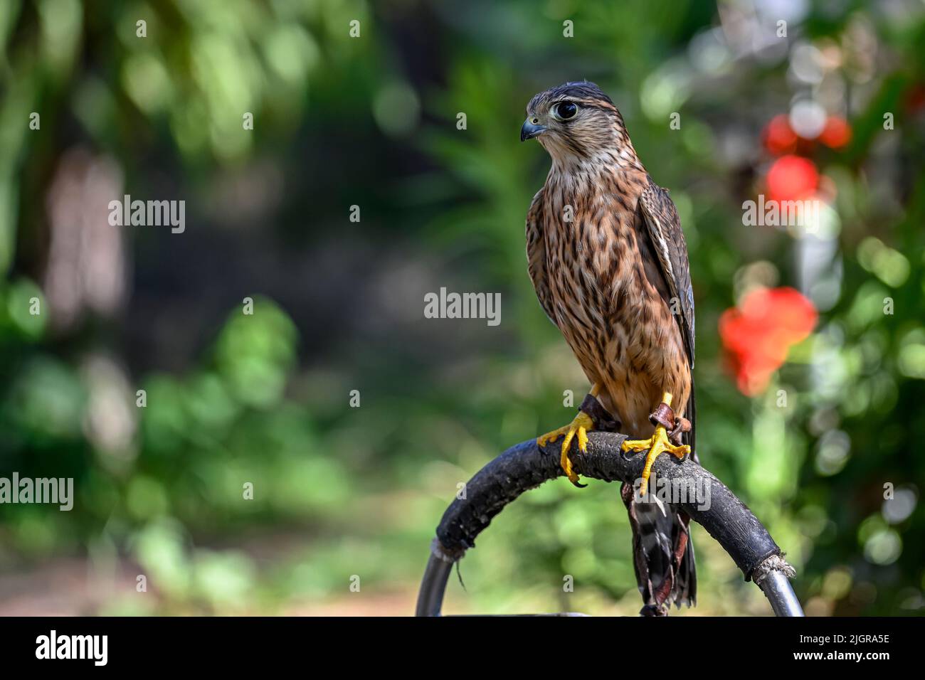 Falco columbarius or merlin is a species of falconiform bird in the ...