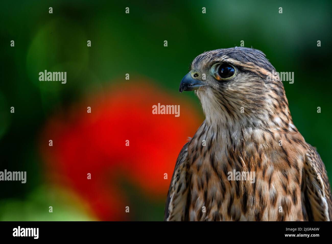Falco columbarius or merlin is a species of falconiform bird in the ...