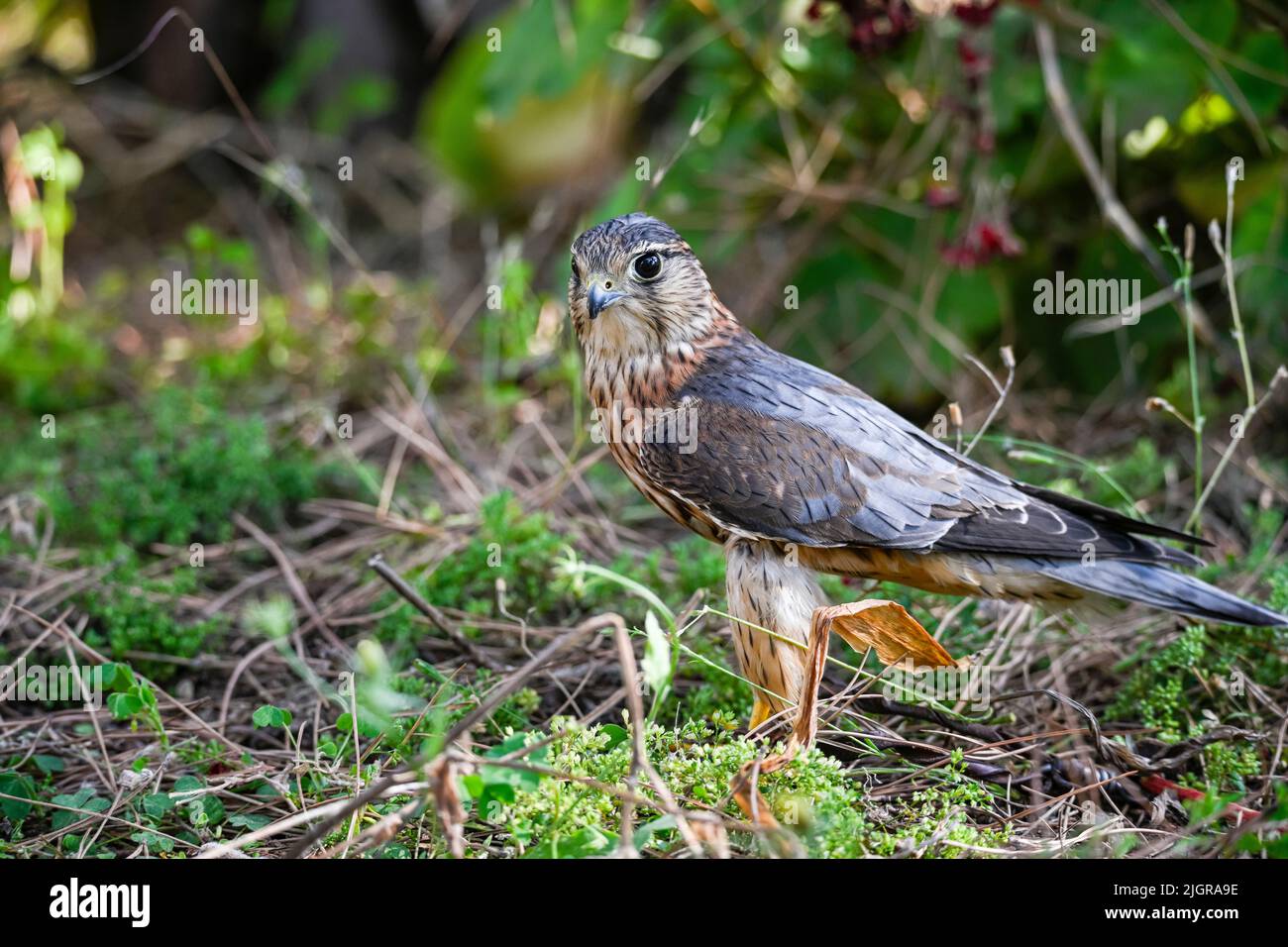 Falco columbarius or merlin is a species of falconiform bird in the ...