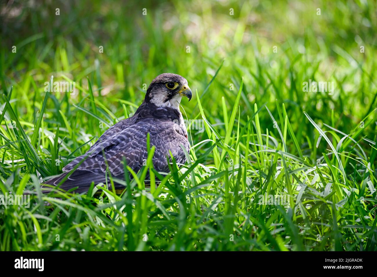 Falco biarmicus or borni falcon, barni or lanario is a species of ...