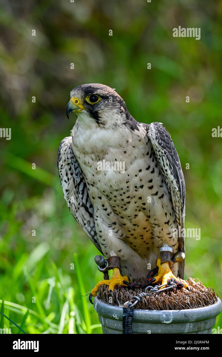 Falco lanario hi-res stock photography and images - Alamy