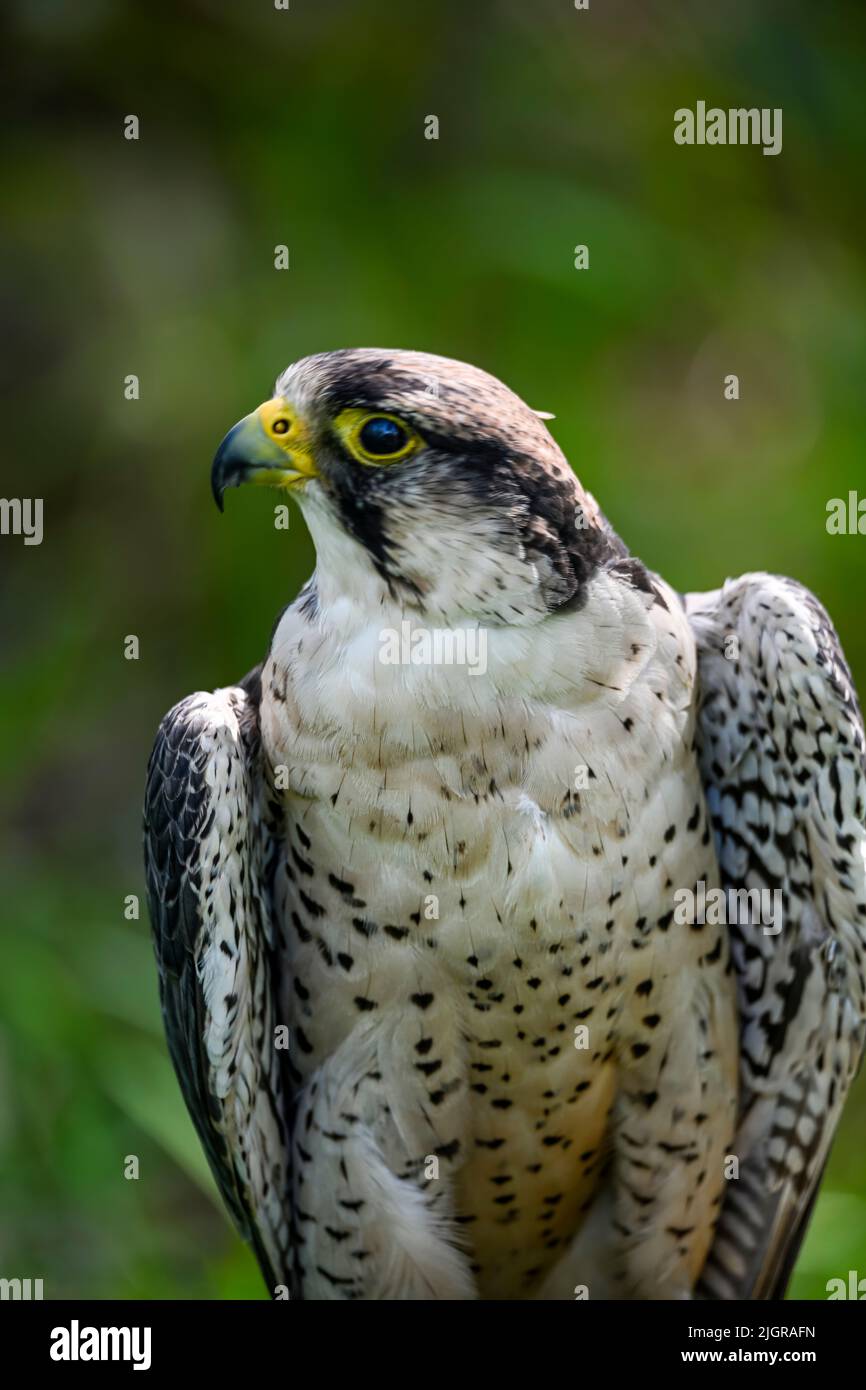 Falco lanario hi-res stock photography and images - Alamy