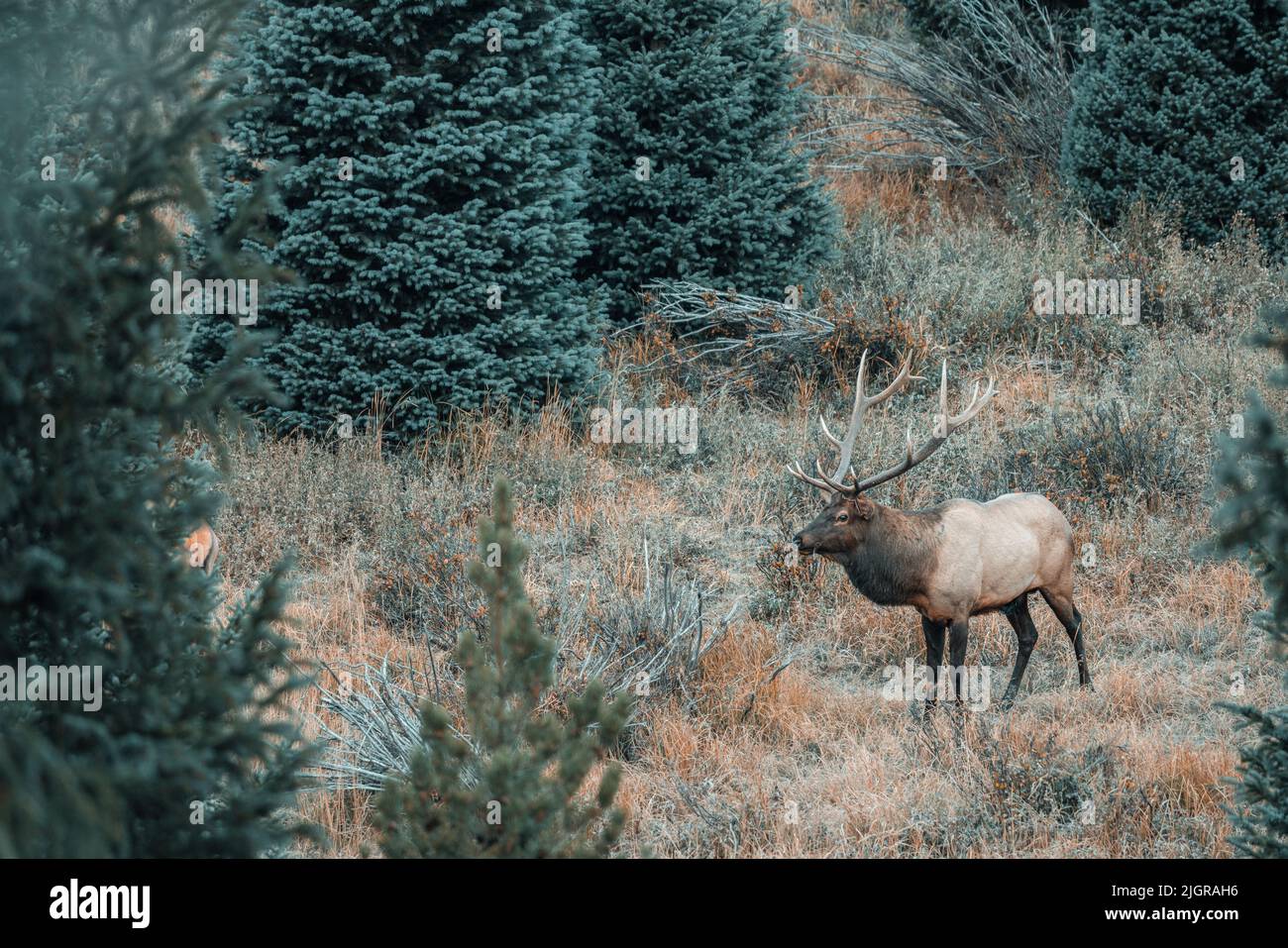 A beautiful shot of a reindeer in a forest during the day Stock Photo ...