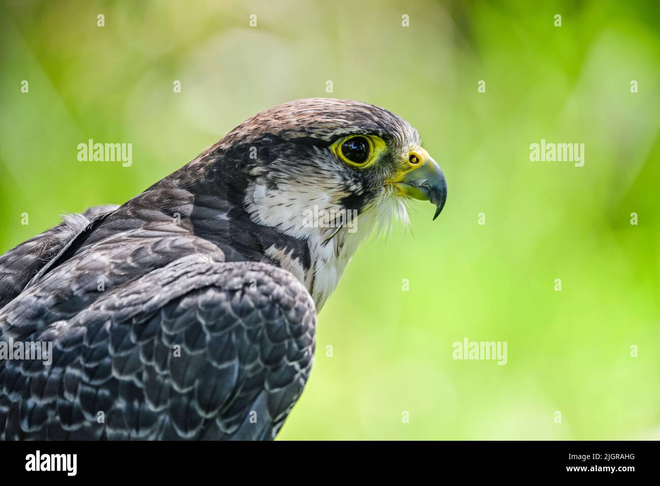 Falco biarmicus or borni falcon, barni or lanario is a species of ...
