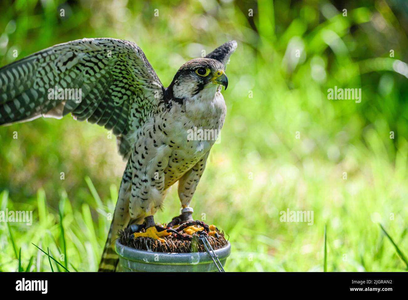 Falco lanario hi-res stock photography and images - Alamy