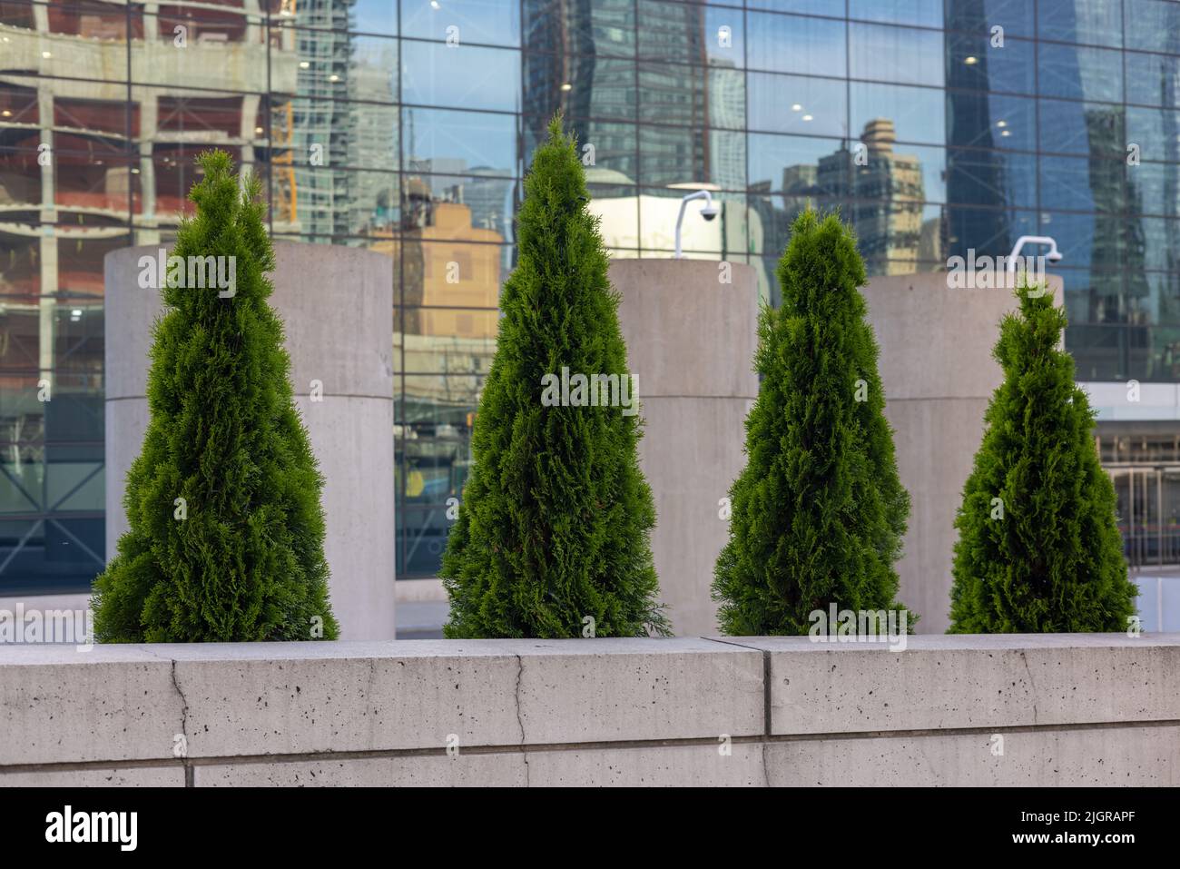 The four green ferns in front of 3 concrete pillars with a glass grid ...