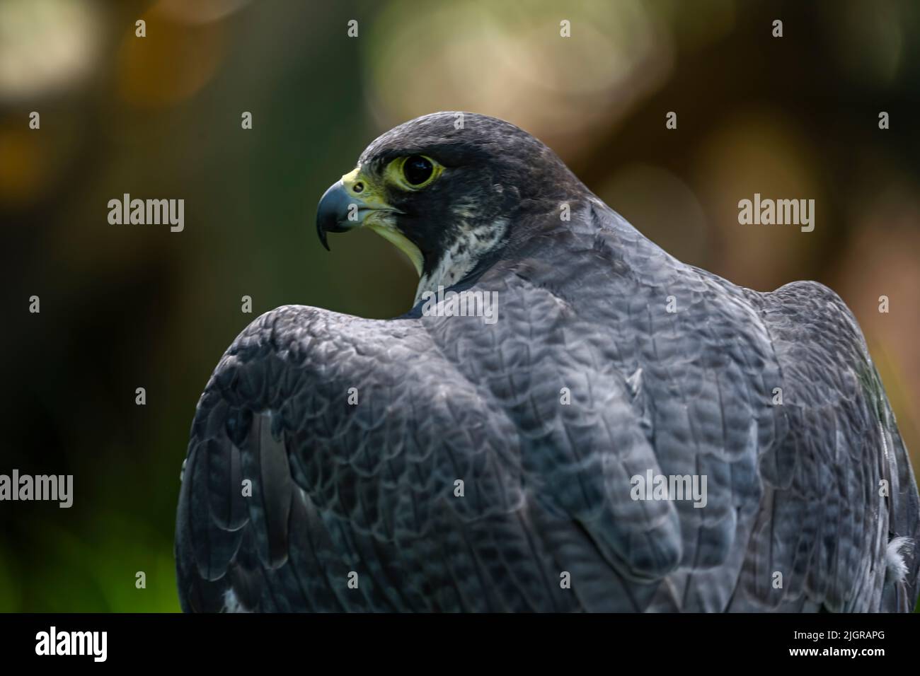 Falco peregrinus female or peregrine falcon, Scottish line Stock Photo ...