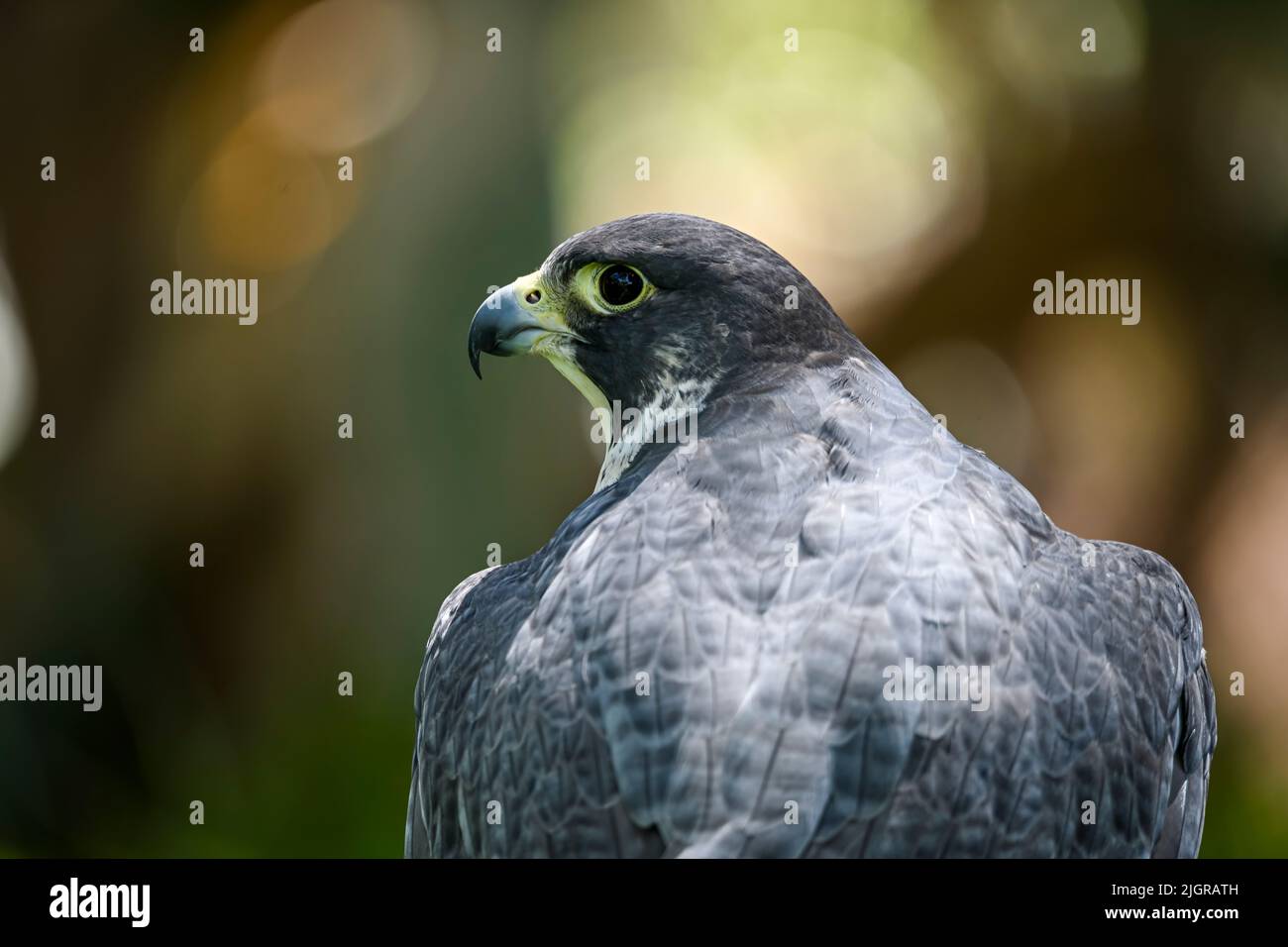 Falco peregrinus female or peregrine falcon, Scottish line Stock Photo ...