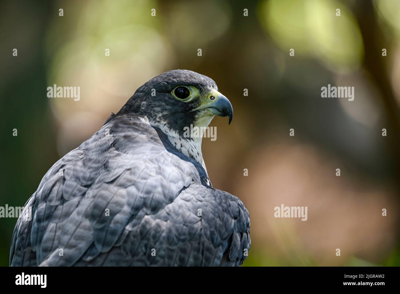 Falco peregrinus female or peregrine falcon, Scottish line Stock Photo ...