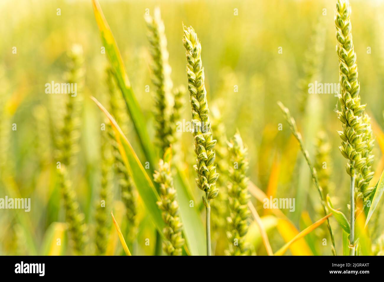 Horizontal photo of wheat ears closeup Stock Photo - Alamy