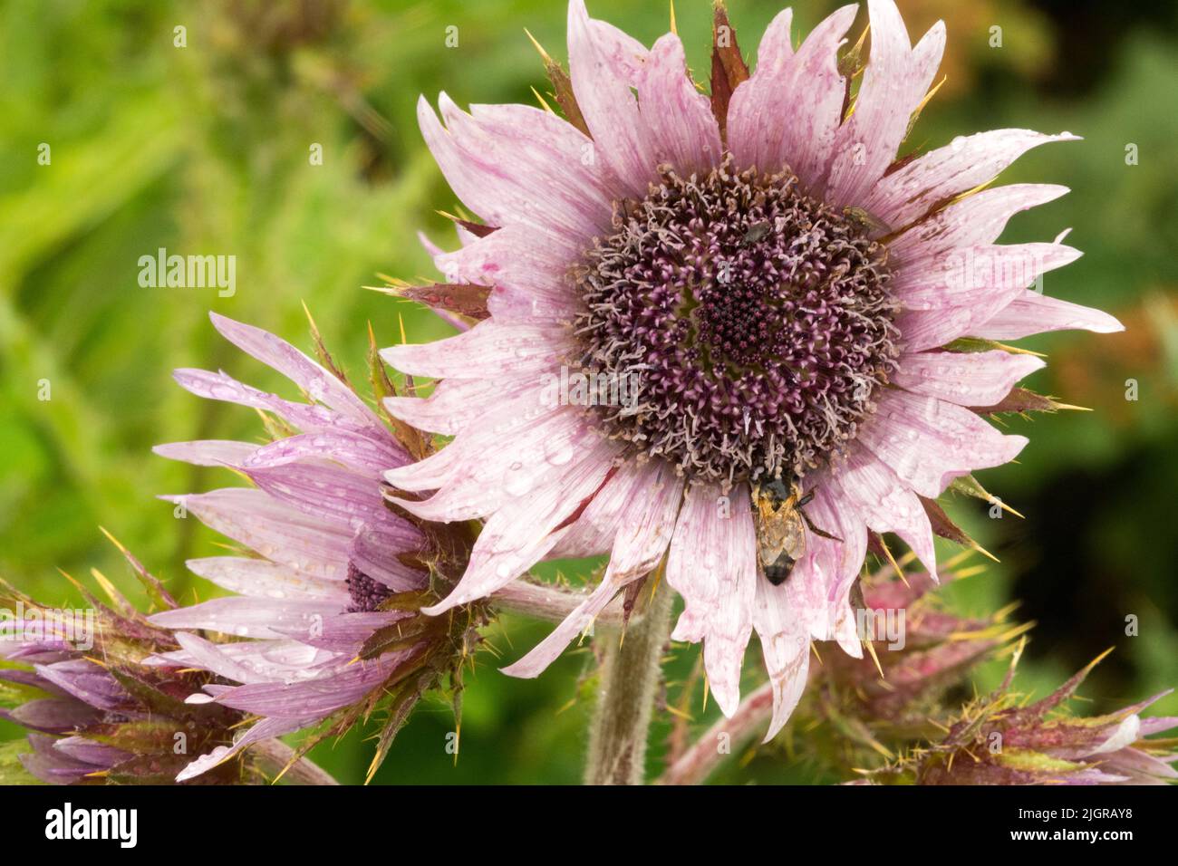 Inkalane or umhlabana zulu hi-res stock photography and images - Alamy