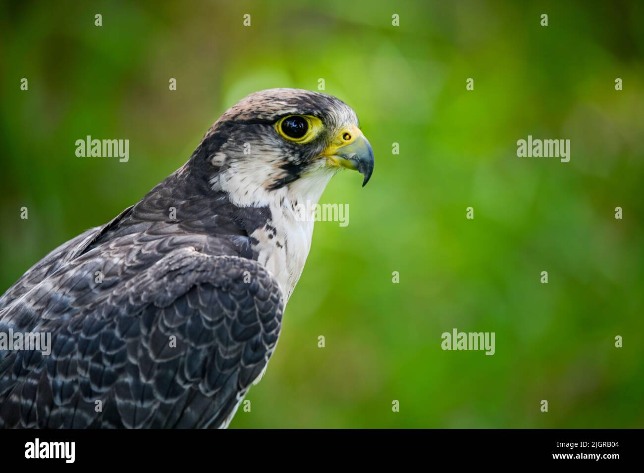 Falco peregrinus female or peregrine falcon, Scottish line Stock Photo ...