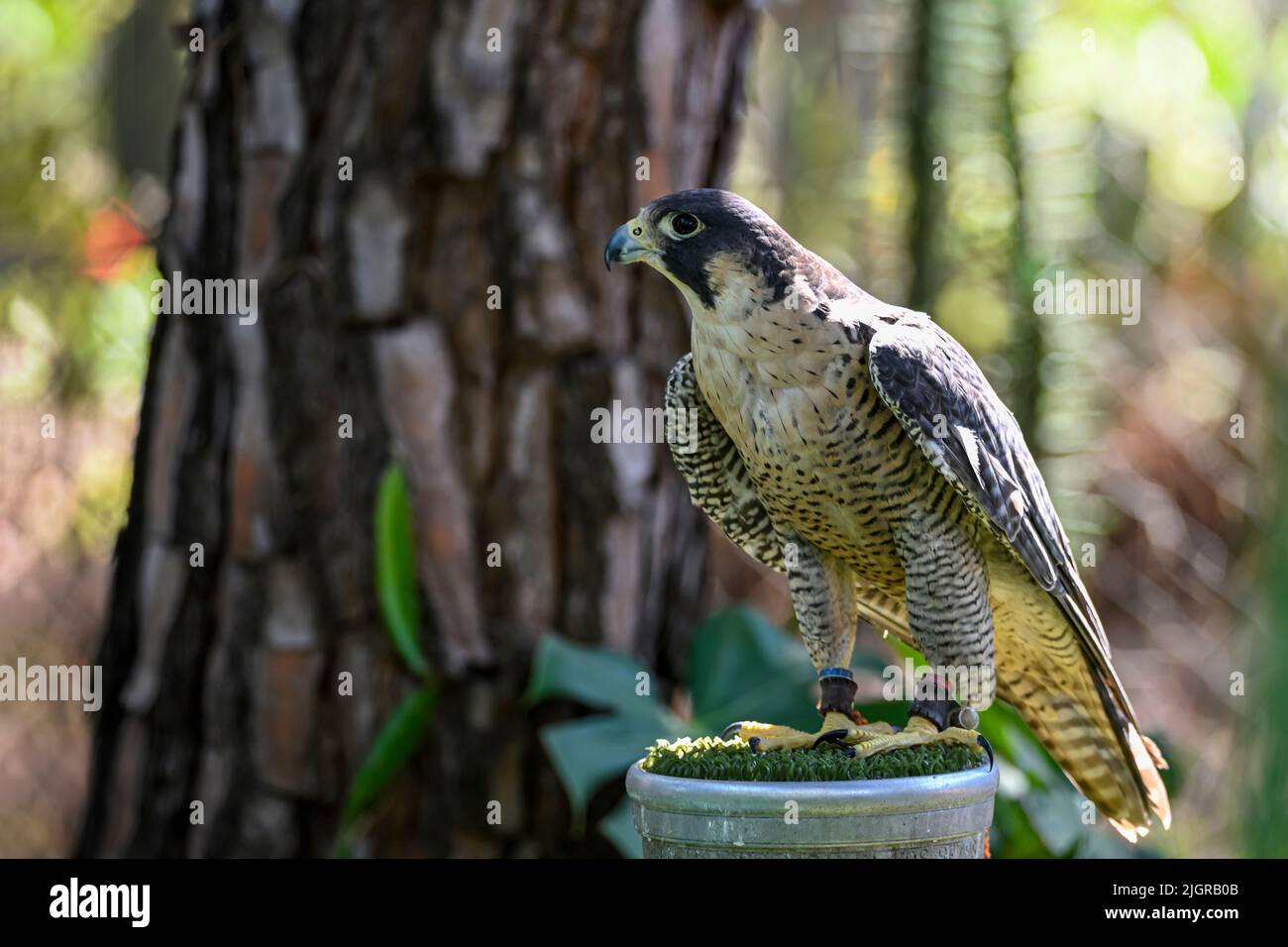 Falco peregrinus female or peregrine falcon, Scottish line Stock Photo ...