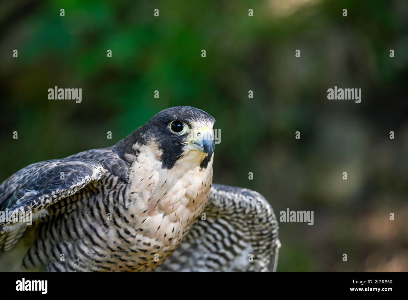 Falco peregrinus male or peregrine falcon, is a species of falconiform ...