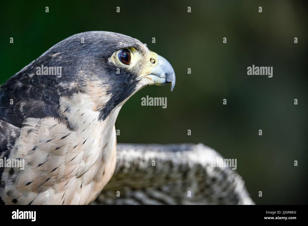 Falco peregrinus male or peregrine falcon, is a species of falconiform ...