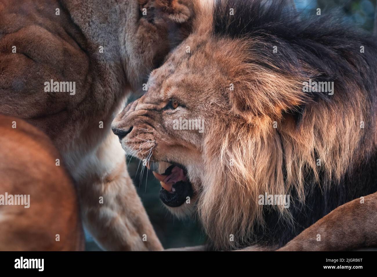 An overhead shot of an angry lion growling Stock Photo - Alamy