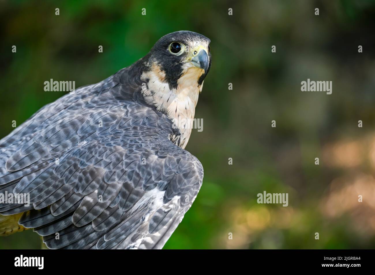 Falco peregrinus male or peregrine falcon, is a species of falconiform ...
