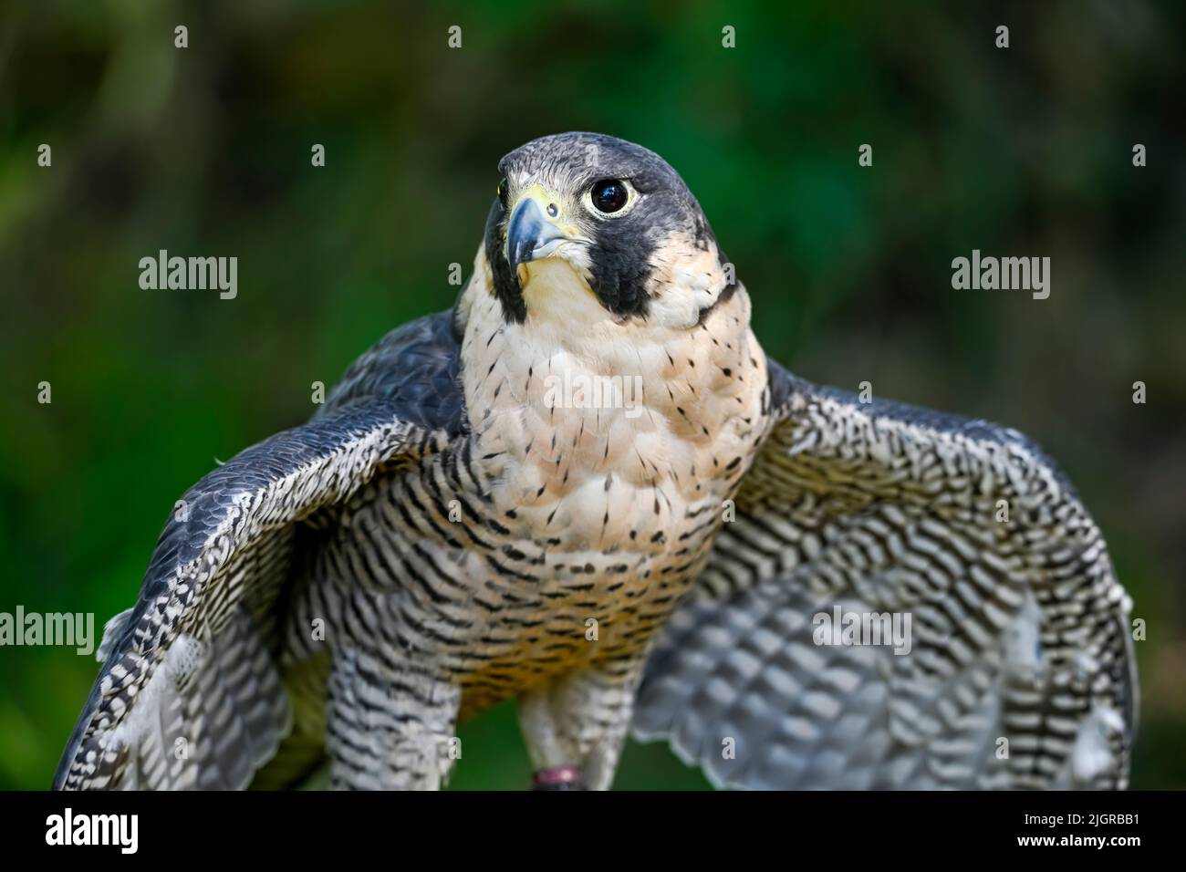 Falco peregrinus male or peregrine falcon, is a species of falconiform ...