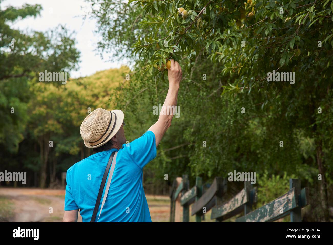 Back view of a mature hispanic male grabbing a fruit from a tree in a ...