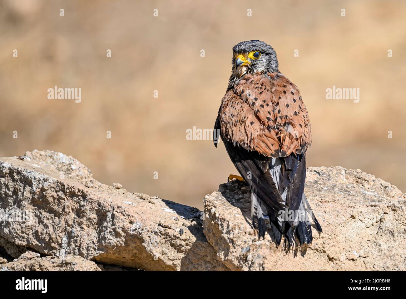 Falco tinnunculus - The common kestrel is a species of falconiform bird ...