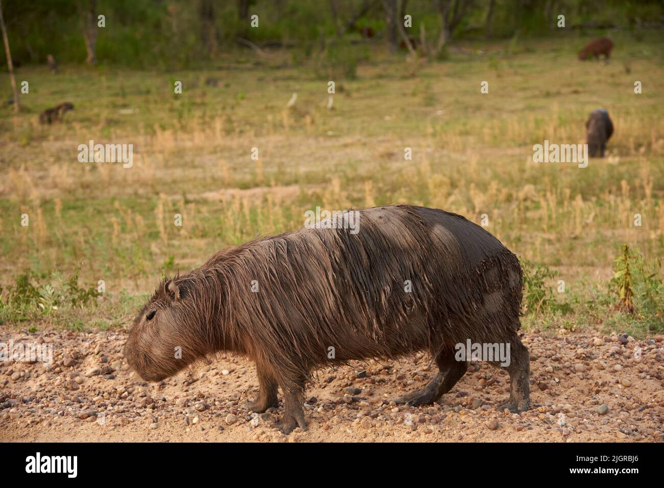 Capybara, hydrochoerus hydrochaeris, largest living rodent, native to ...