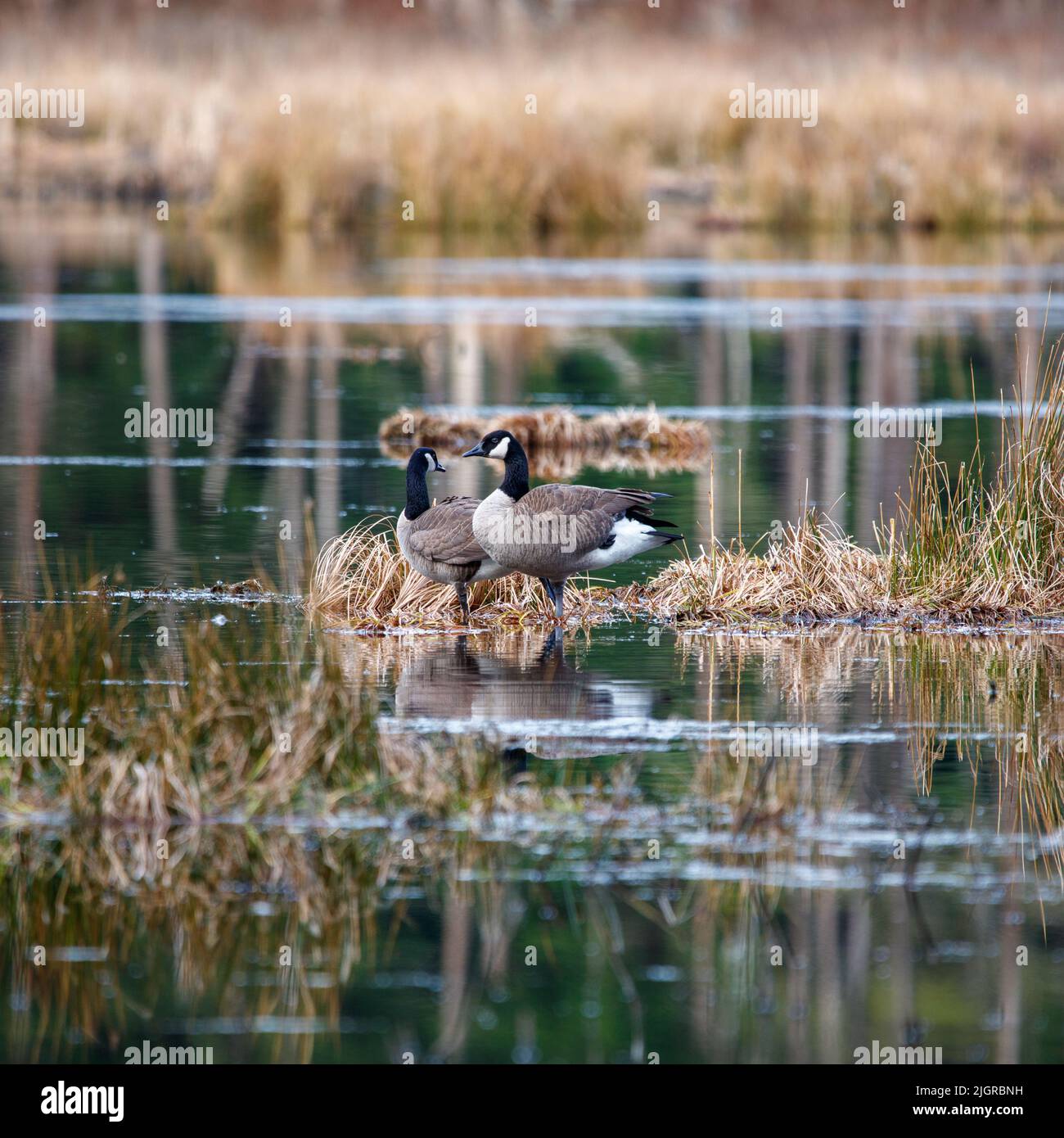 A couple of wild ducks sitting and searching for food in the lake Stock ...