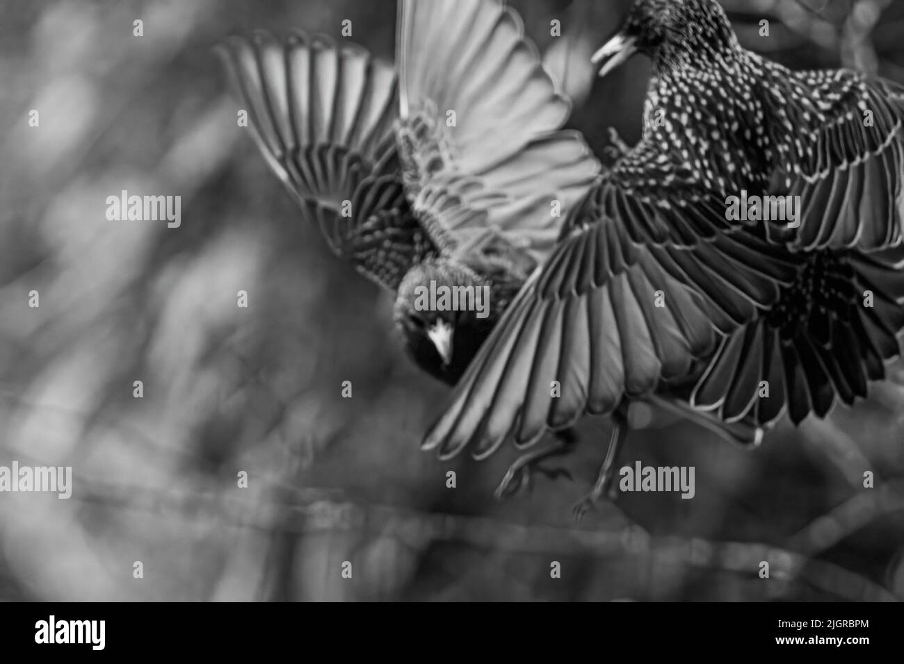 A grayscale shot of common starling birds captured in midflight Stock ...