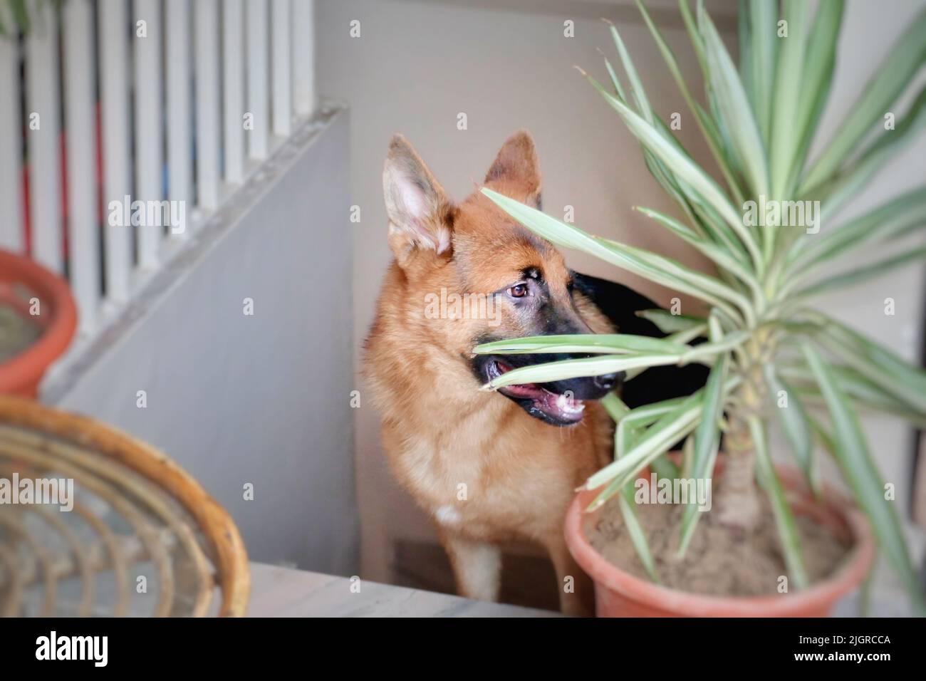 German shepherd inside house hi-res stock photography and images - Alamy