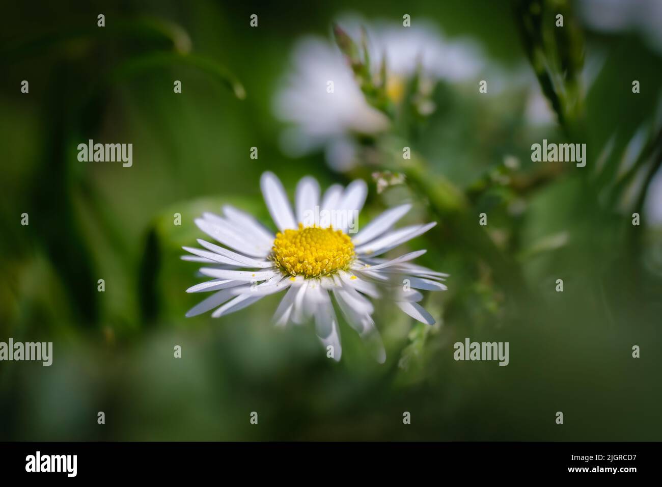 A fully bloom daisy flower in the garden Stock Photo - Alamy