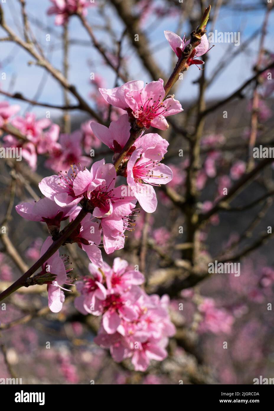 A blooming peach flower tree in the garden Stock Photo - Alamy