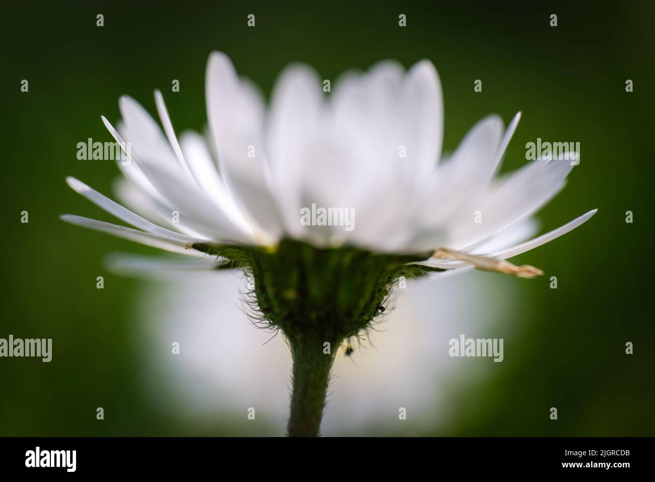 A fully bloom daisy flower in the garden Stock Photo - Alamy