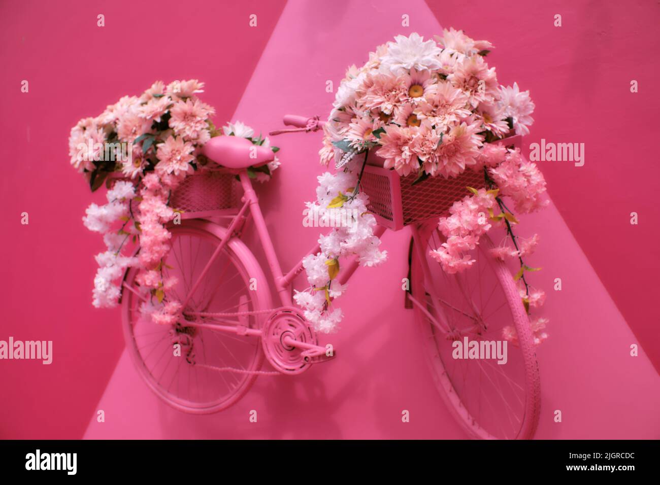A beautiful pink bicycle on a pink wall background with colorful ...