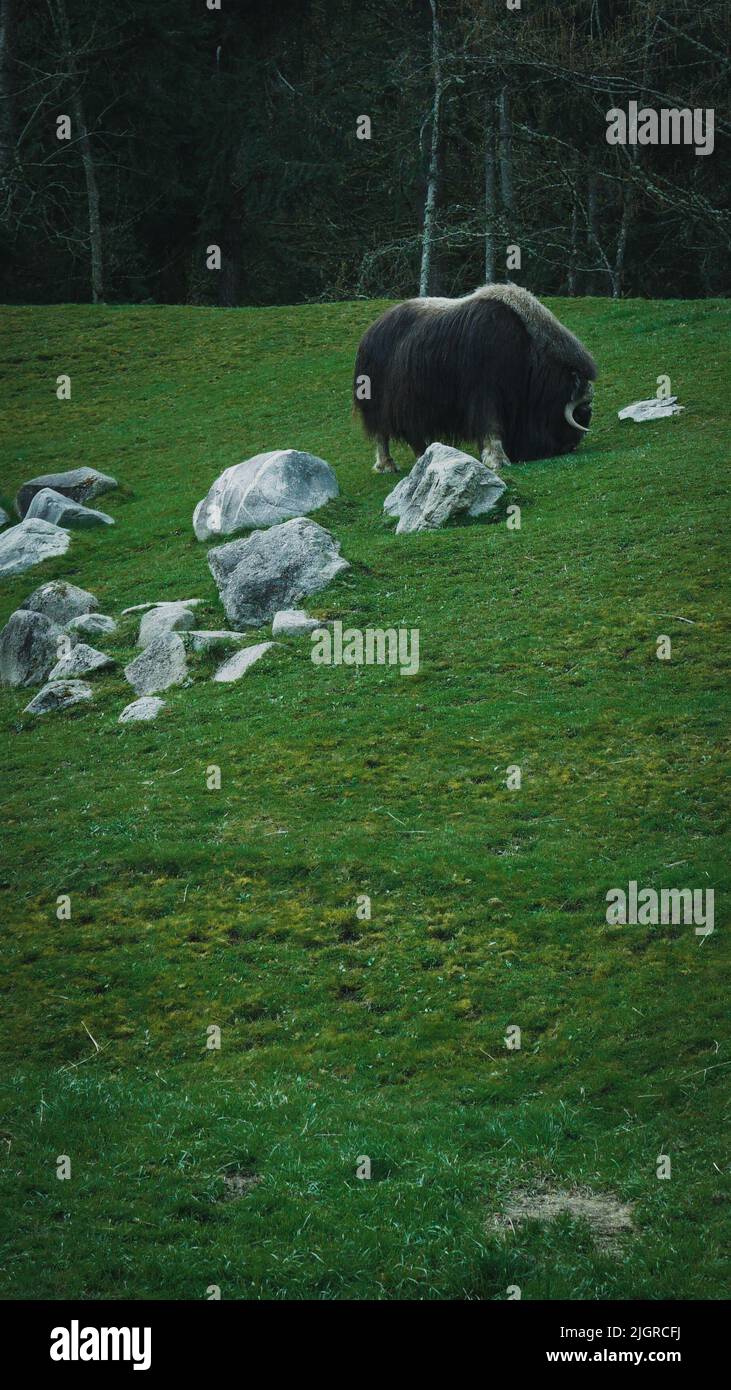 A musk ox walking in the meadow Stock Photo - Alamy