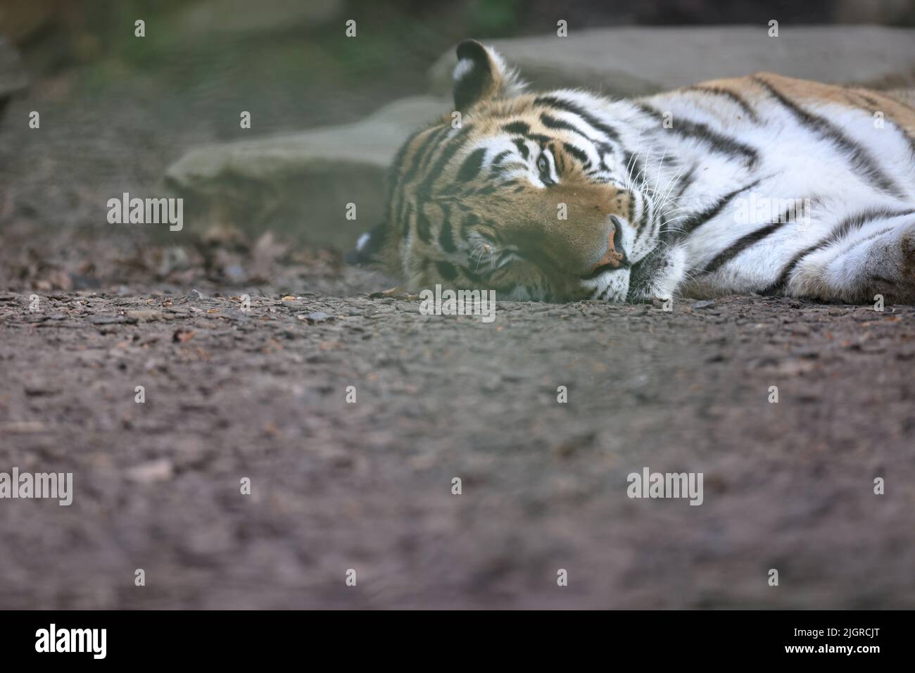 A siberian tiger resting with one eye open Stock Photo - Alamy
