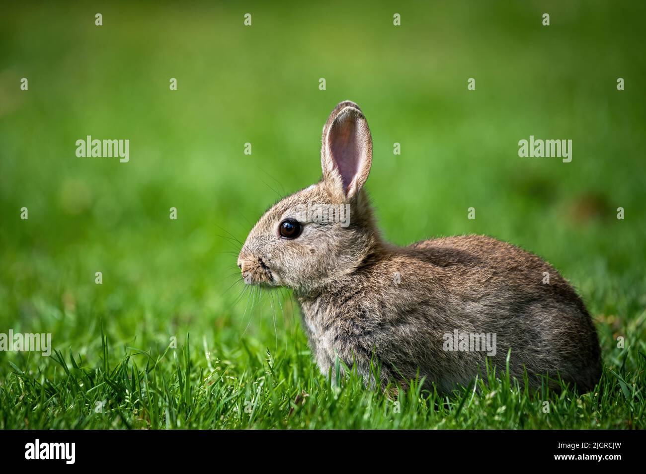 A cute bunny in the garden Stock Photo - Alamy