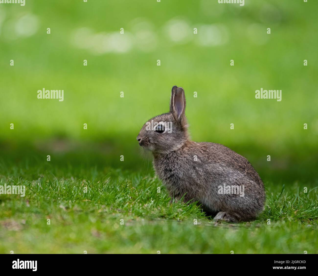 A cute bunny in the garden Stock Photo - Alamy
