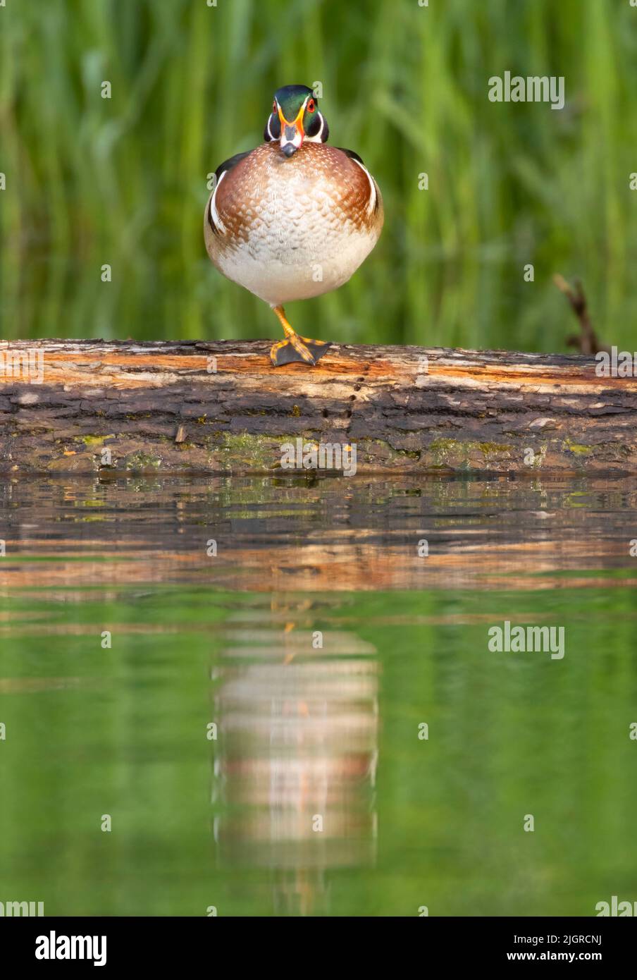 Wood duck (Aix sponsa), Silverton Marine Park, Silverton, Oregon Stock ...