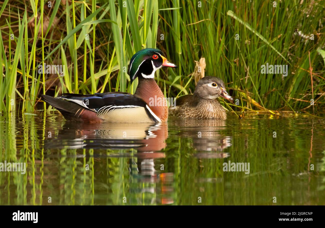 Wood duck (Aix sponsa), Silverton Marine Park, Silverton, Oregon Stock ...