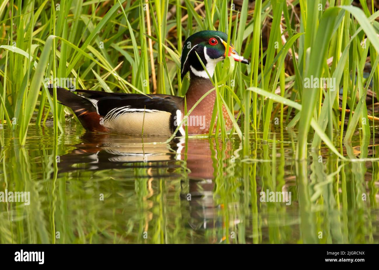 Wood duck (Aix sponsa), Silverton Marine Park, Silverton, Oregon Stock ...