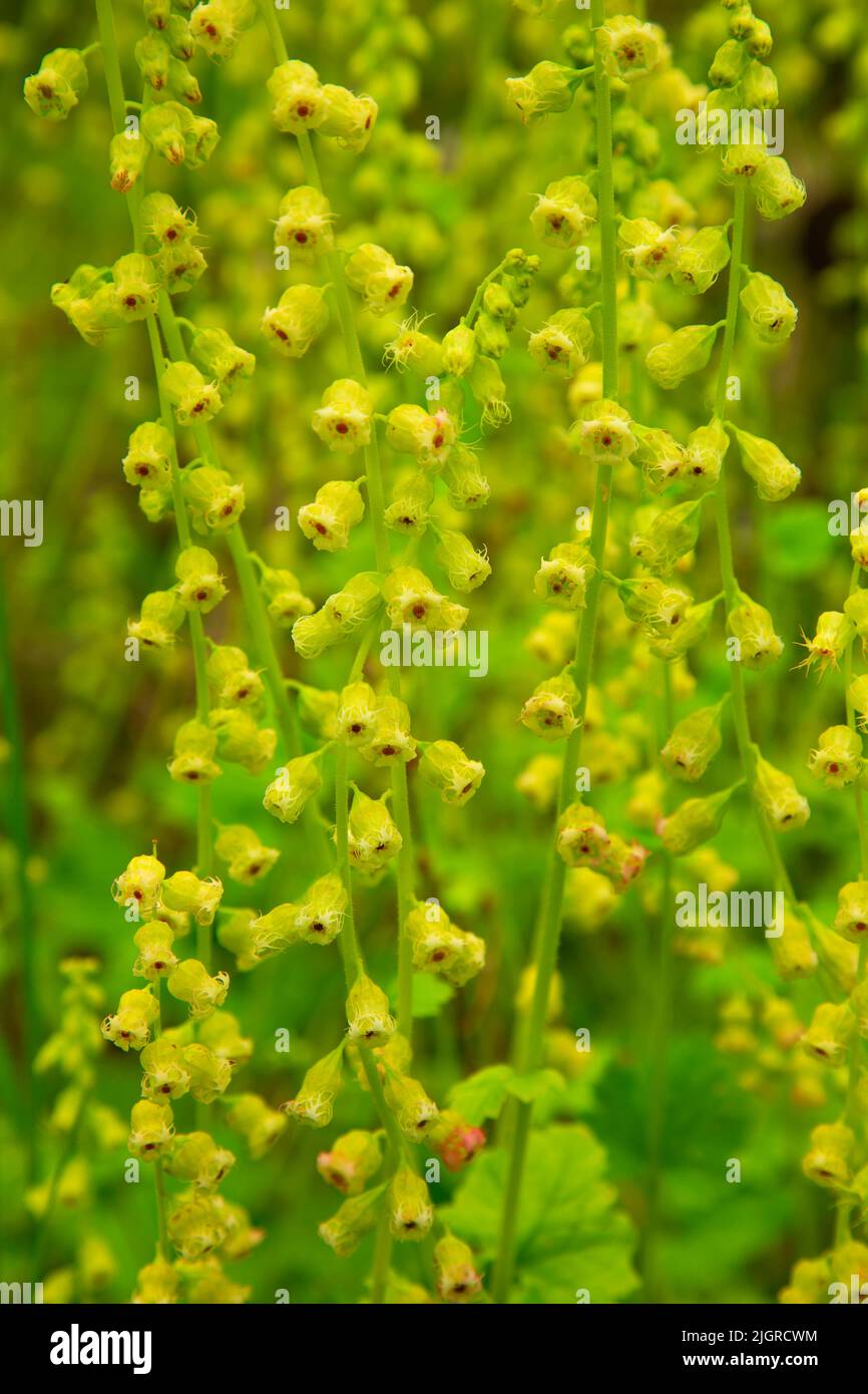 Fragrant fringecup (Tellima grandiflora), Willamette Mission State Park ...