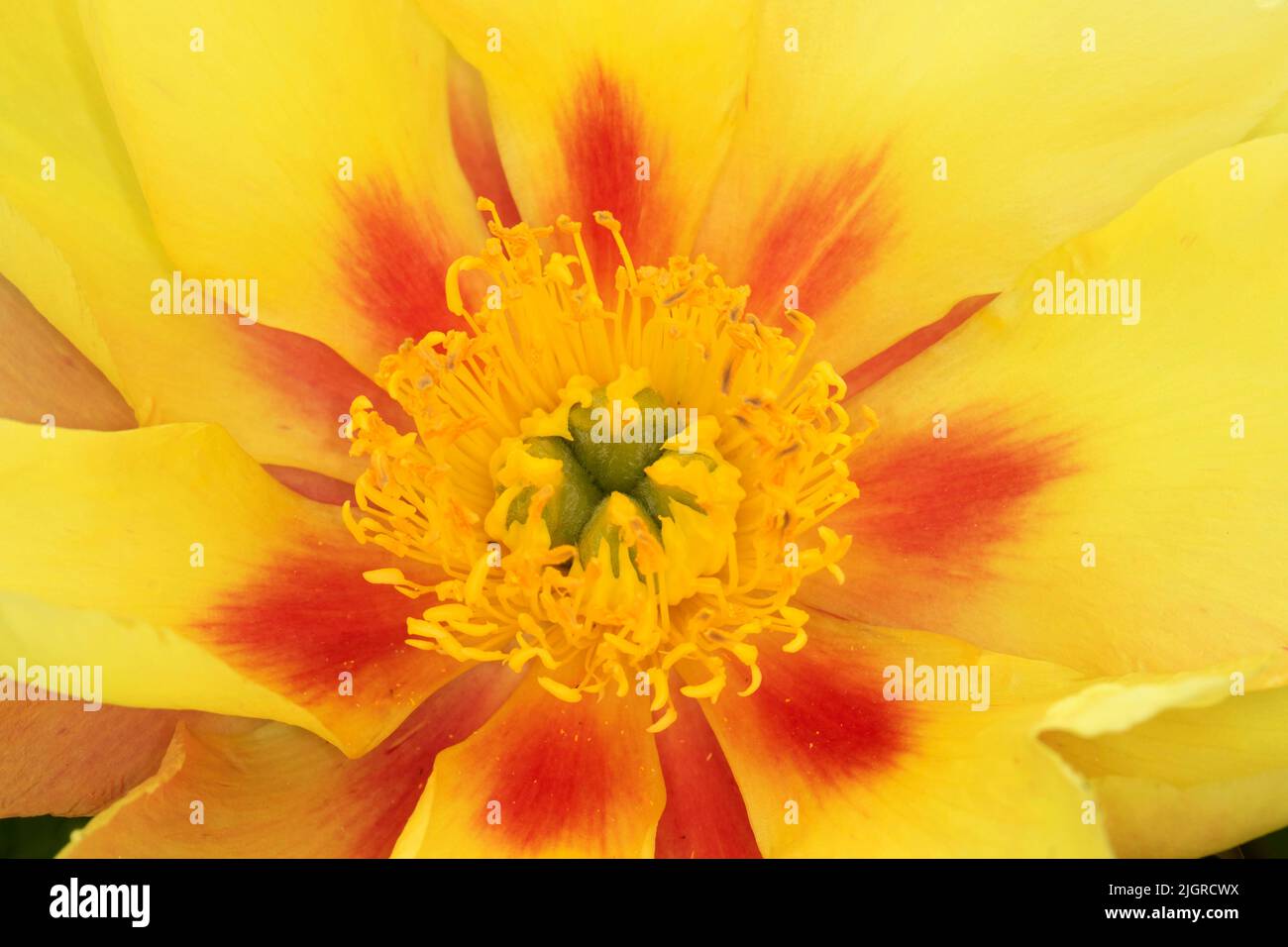 Sonoma Sun peony, Adelman Peony Garden, Brooks, Oregon Stock Photo - Alamy
