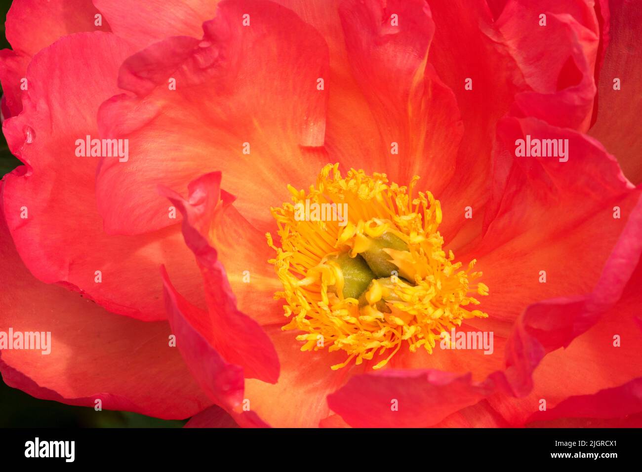 New Millennium peony, Adelman Peony Garden, Brooks, Oregon Stock Photo ...