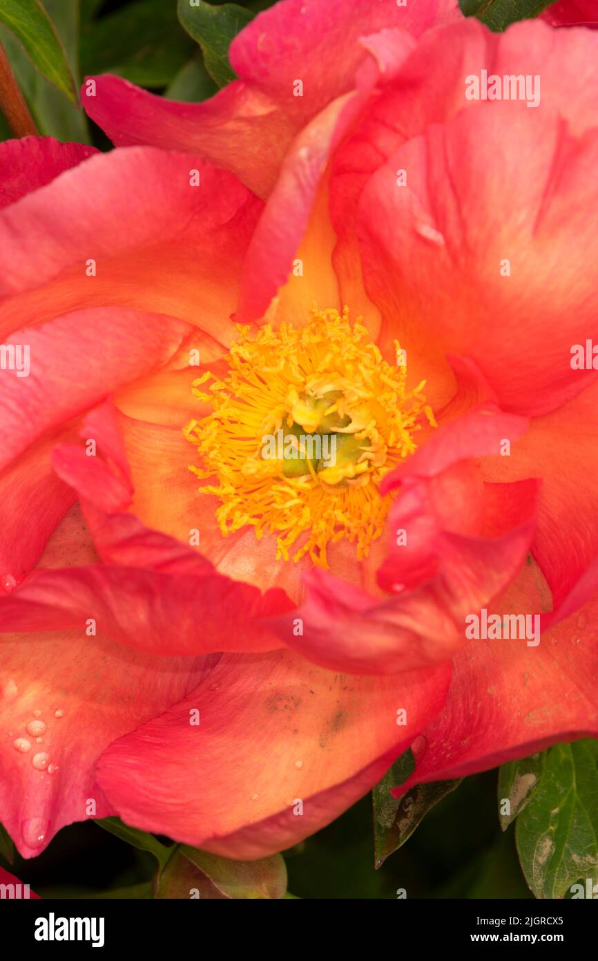 Millennium flower hi-res stock photography and images - Alamy