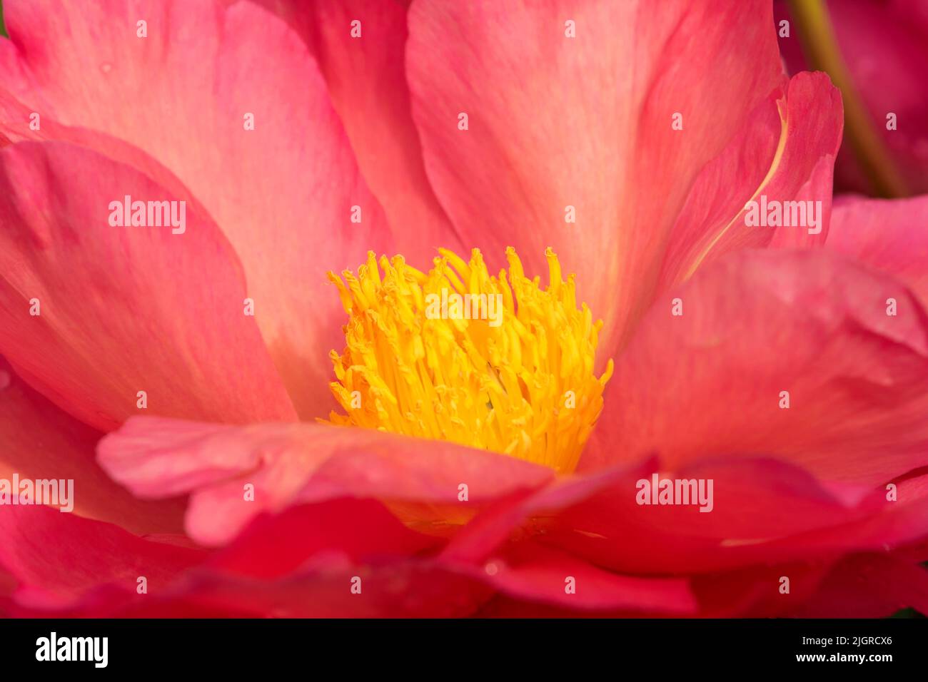 New Millennium peony, Adelman Peony Garden, Brooks, Oregon Stock Photo ...
